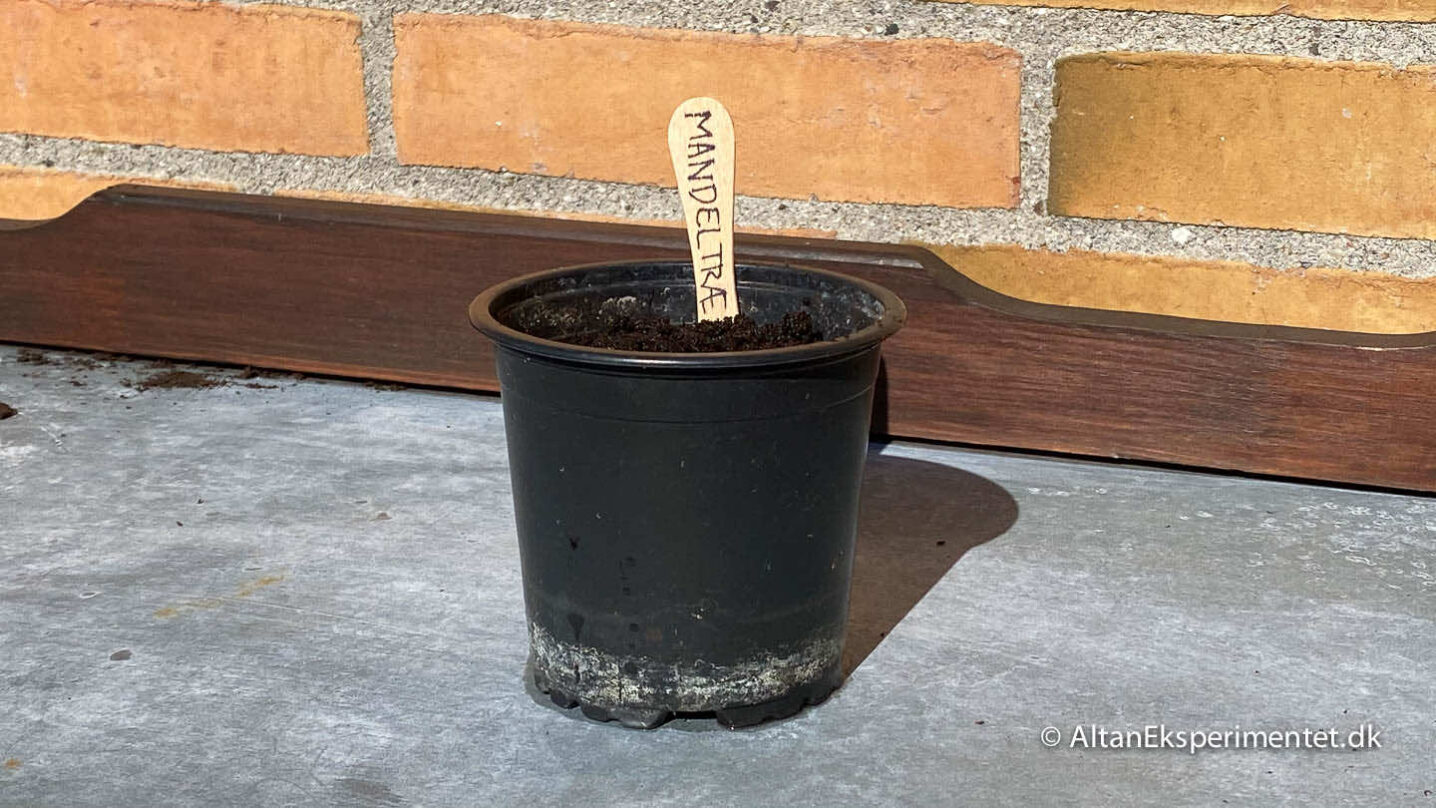 Kan man plante en mandel? · Altan eksperimentet
