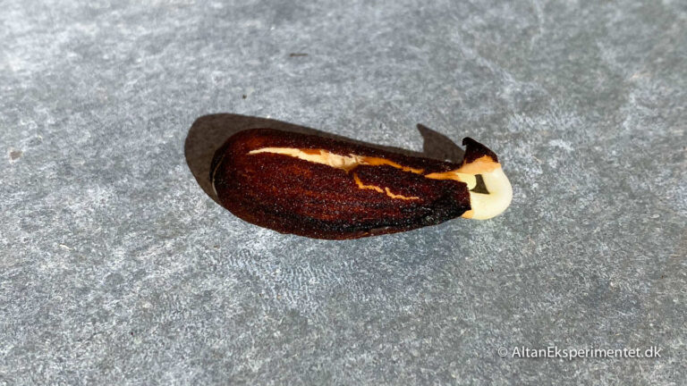 Kan man plante en mandel? · Altan eksperimentet