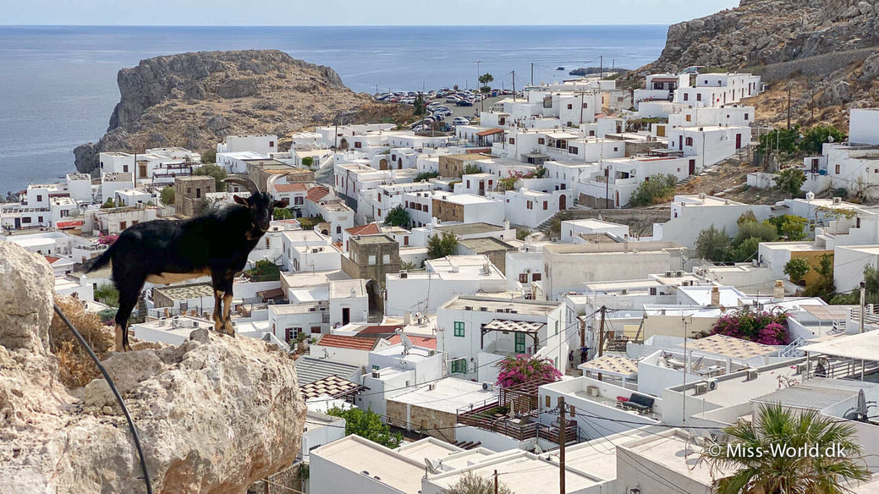 Kan man plante en mandel? · Altan eksperimentet